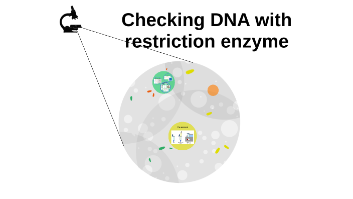 Protocol of checking DNA with restriction enzyme by Dehlia Bkr on Prezi