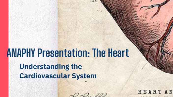ANAPHY Presentation: The Heart by ROY VILLAVECENCIO on Prezi