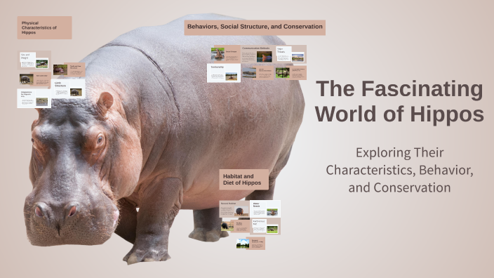 The Fascinating World of Hippos by Shannon Durkin on Prezi