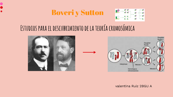 Boveri y Sutton: estudios para el descubrimiento de la teoría ...