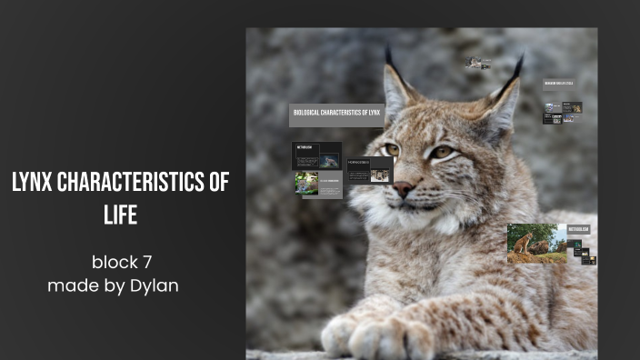 Lynx Characteristics of Life by dylan morin on Prezi