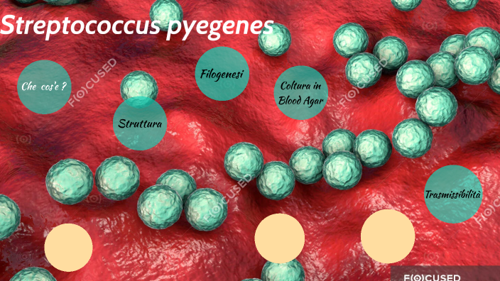 streptococcus pyogenes by Kristina Burla on Prezi