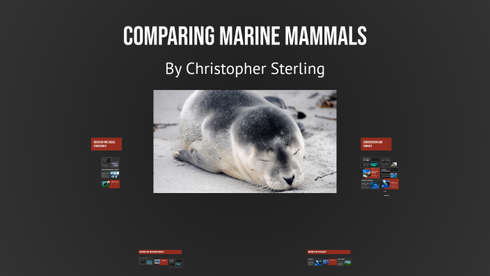 Comparing Marine Mammals by chris sterling on Prezi