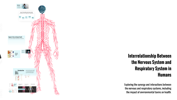 Interrelationship Between the Nervous System and Respiratory System in ...