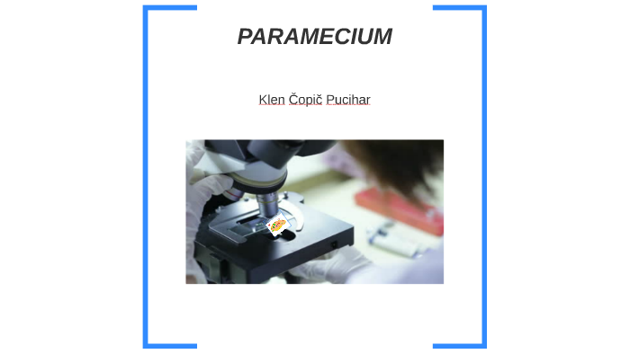 Paramecium by klen copic on Prezi