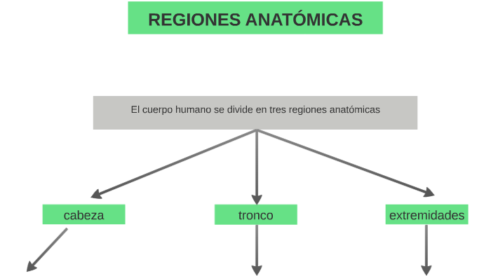 REGIONES ANATÓMICAS by Geraldine Beltrán on Prezi