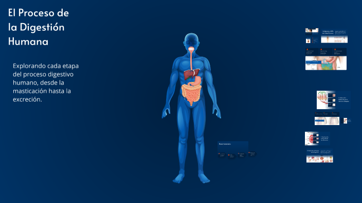 El Proceso de la Digestión Humana by Alex Luis Morón on Prezi