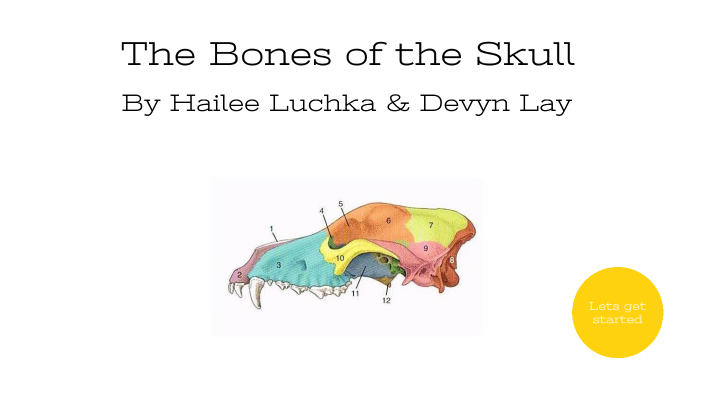 The Bones of the Skull by Hailee Luchka on Prezi
