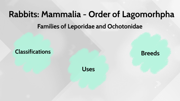 Rabbit Breeds and Classifications by Ryleigh Libell on Prezi