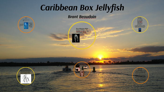 Caribbean Box Jellyfish by brant beaudoin on Prezi