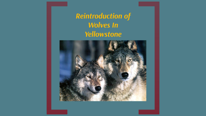 Reintroduction of Wolves In Yellowstone by Weston Marsh on Prezi