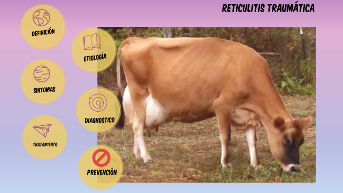 RETICULITIS TRAUMÁTICA by Viviana Isabel Cordova Mora on Prezi