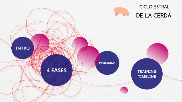 CICLO ESTRAL DE CERDA by Maarisol Salazar Salas on Prezi