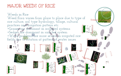 MAJOR WEEDS OF RICE by Cindy Celmar on Prezi