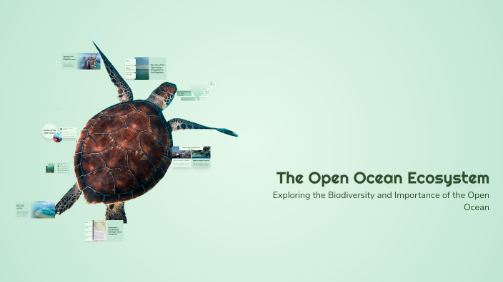 The Open Ocean Ecosystem by lilly menth on Prezi