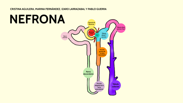 NEFRONA by Pablo Guerra Ruiz on Prezi