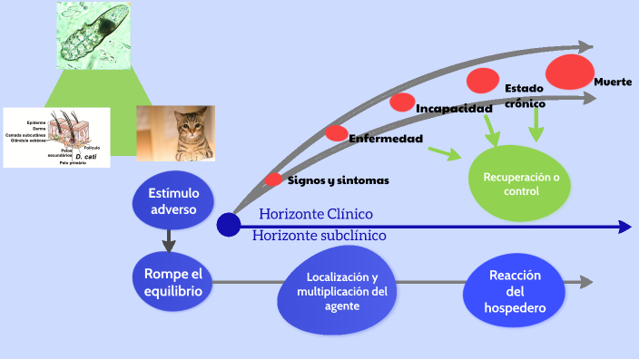 La inflamación de la piel causada por la demodicosis puede hacer que la ...