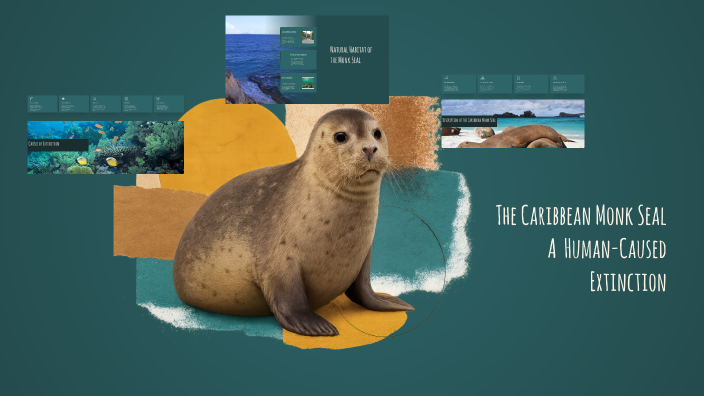 The Caribbean Monk Seal: by Dominic Johnson on Prezi
