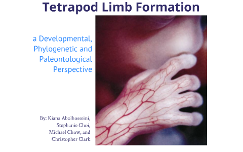 Tetrapod Limb Formation by Michael Chow on Prezi