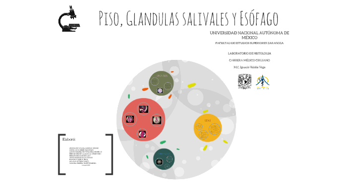Piso, Glandulas salivales y Esófago by cesar hernandez on Prezi