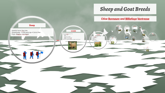 Sheep and Goat Breeds by Chloe Bonnaure on Prezi