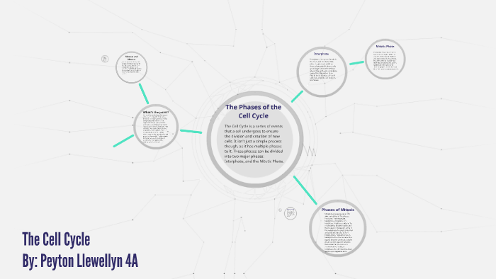 The Cell Cycle by Ken Kaneki on Prezi