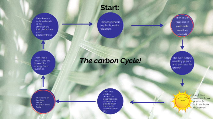 The carbon cycle by duncan stott on Prezi
