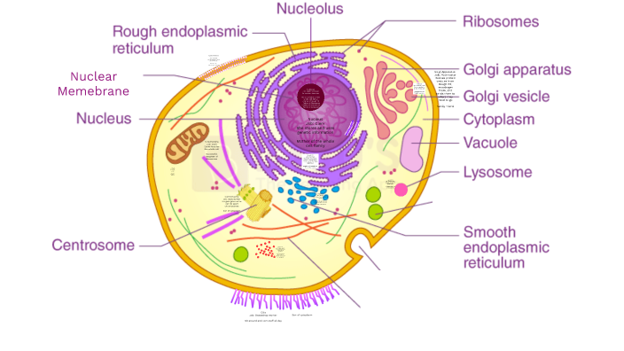 Cell Family Photo by Ed Eastman on Prezi