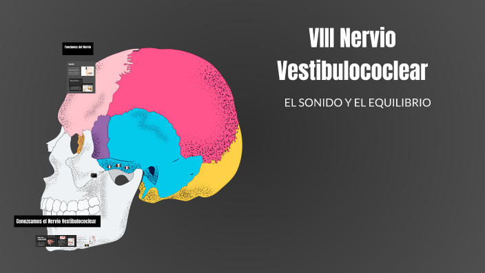 Viii Nervio Vestibulococlear By Katlin Michel Cano Pardo On Prezi