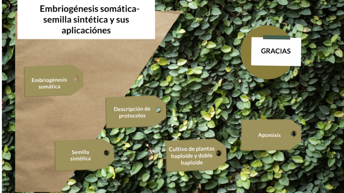 Embriogenesis somática. by samantha yepez on Prezi