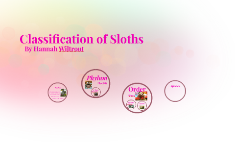 Classification of Sloths by Hannah Wiltrout on Prezi