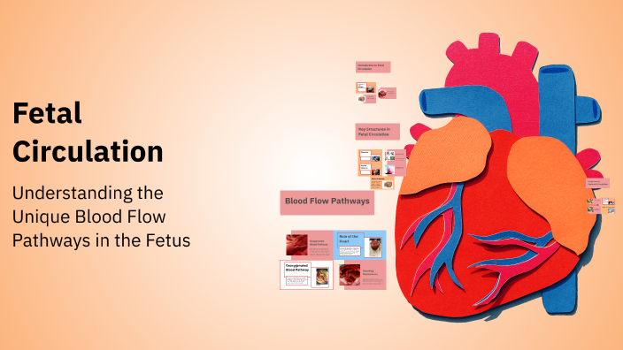 Fetal Circulation by Cheyenne Torres on Prezi