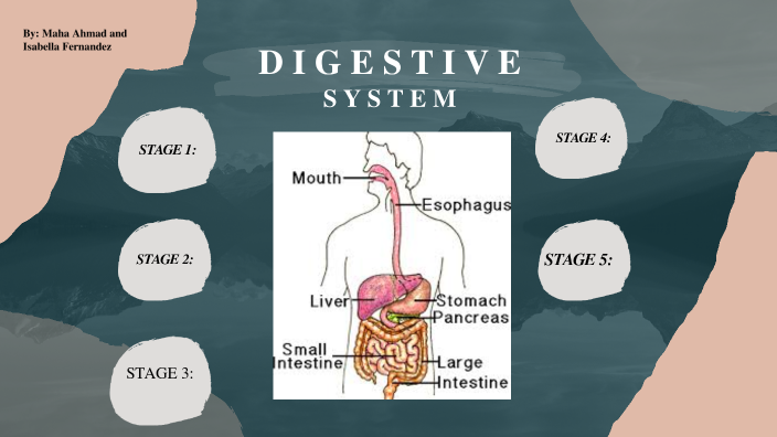 Digestive System by maha on Prezi