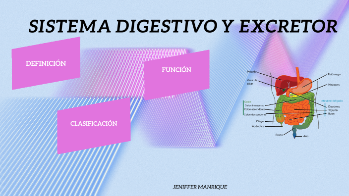 SISTEMA DIGESTIVO Y EXCRETOR by Jeniffer on Prezi