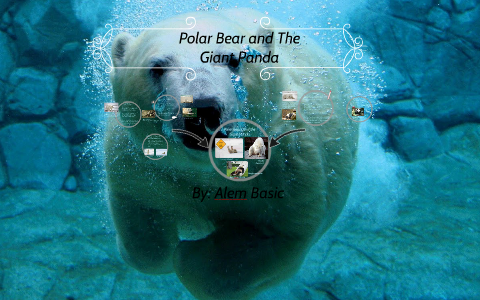 Polar bears and the Giant Panda by A Basic on Prezi