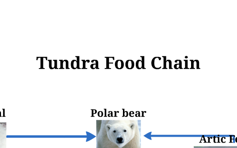 Tundra Food Chain by Carissa Taylor on Prezi