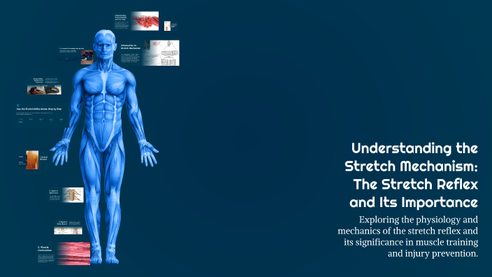 Understanding the Stretch Mechanism: The Stretch Reflex and Its ...