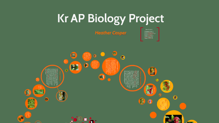 Kr AP Biology Phylogeny Project by Heather Casper