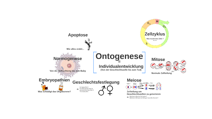 Ontogenese by josi hesse on Prezi