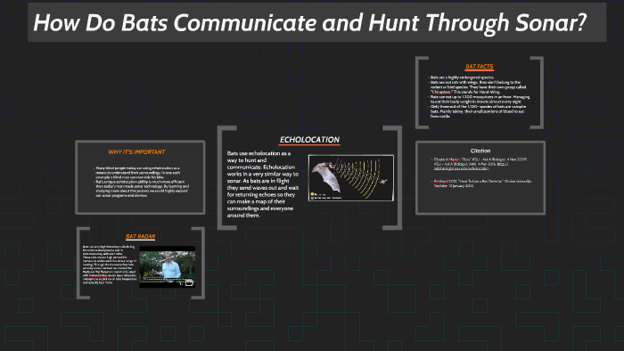 How Do Bats Communicate and Hunt Through Sonar? by Lily Nooning on Prezi