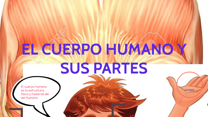 EL CUERPO HUMANO Y SUS PARTES by Clarissa Franco on Prezi
