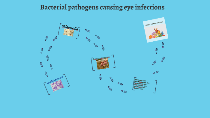 Bacterial pathogens causing eye infections by Aya Ahmed on Prezi