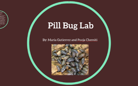 Pill bug Lab by Maria Chemiti on Prezi
