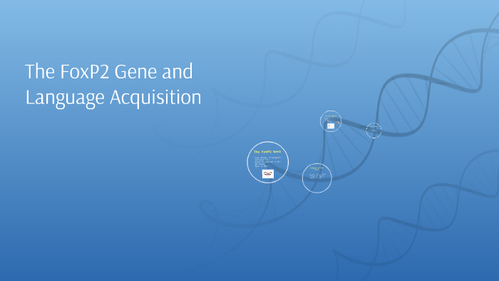 The FOXP2 Gene and Language Acquisition by rachel stalls on Prezi