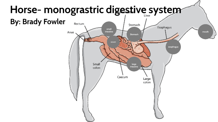 PBM 6- monogastric digestive system by Brady Fowler on Prezi