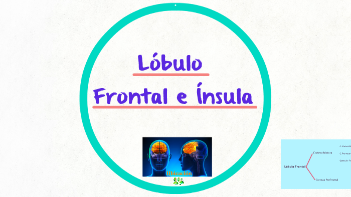Lóbulo Frontal e Ínsula by natasha duno on Prezi