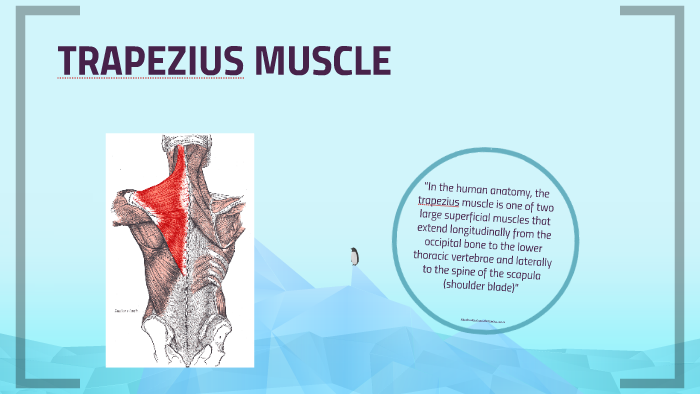 TRAPEZIUS MUSCLE by Katarina Marczeski