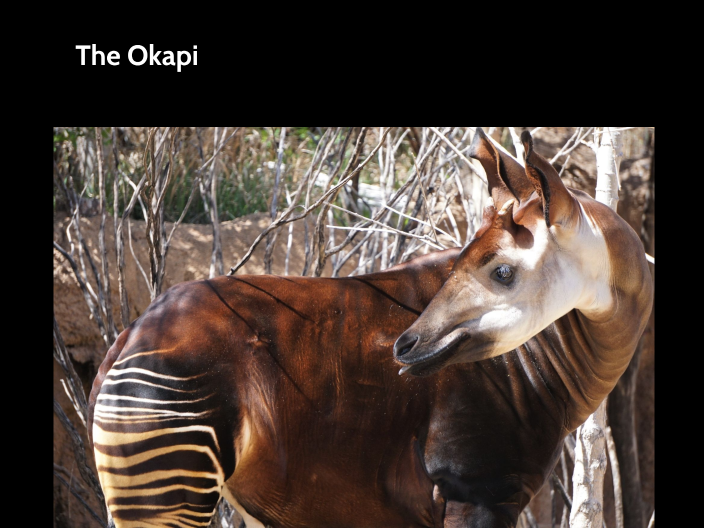 THe Evolution of the Okapi by Sophie Scharlach on Prezi