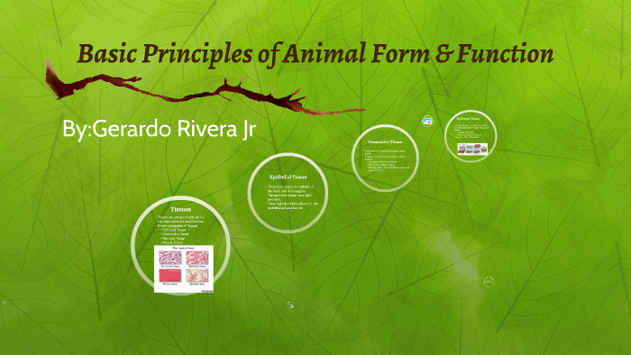Basic Principles of Animal Form & Function by Gerardo Rivera on Prezi