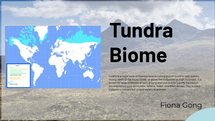 Tundra Ecology by Fiona Gong on Prezi